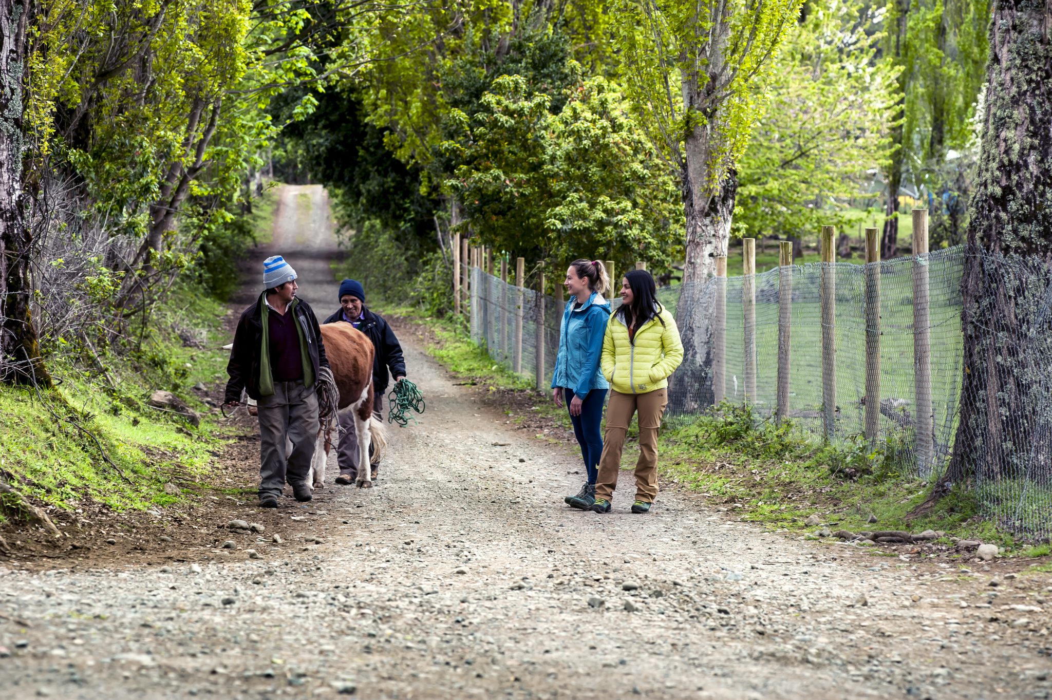 Isla Huapi – Ven a Futrono
