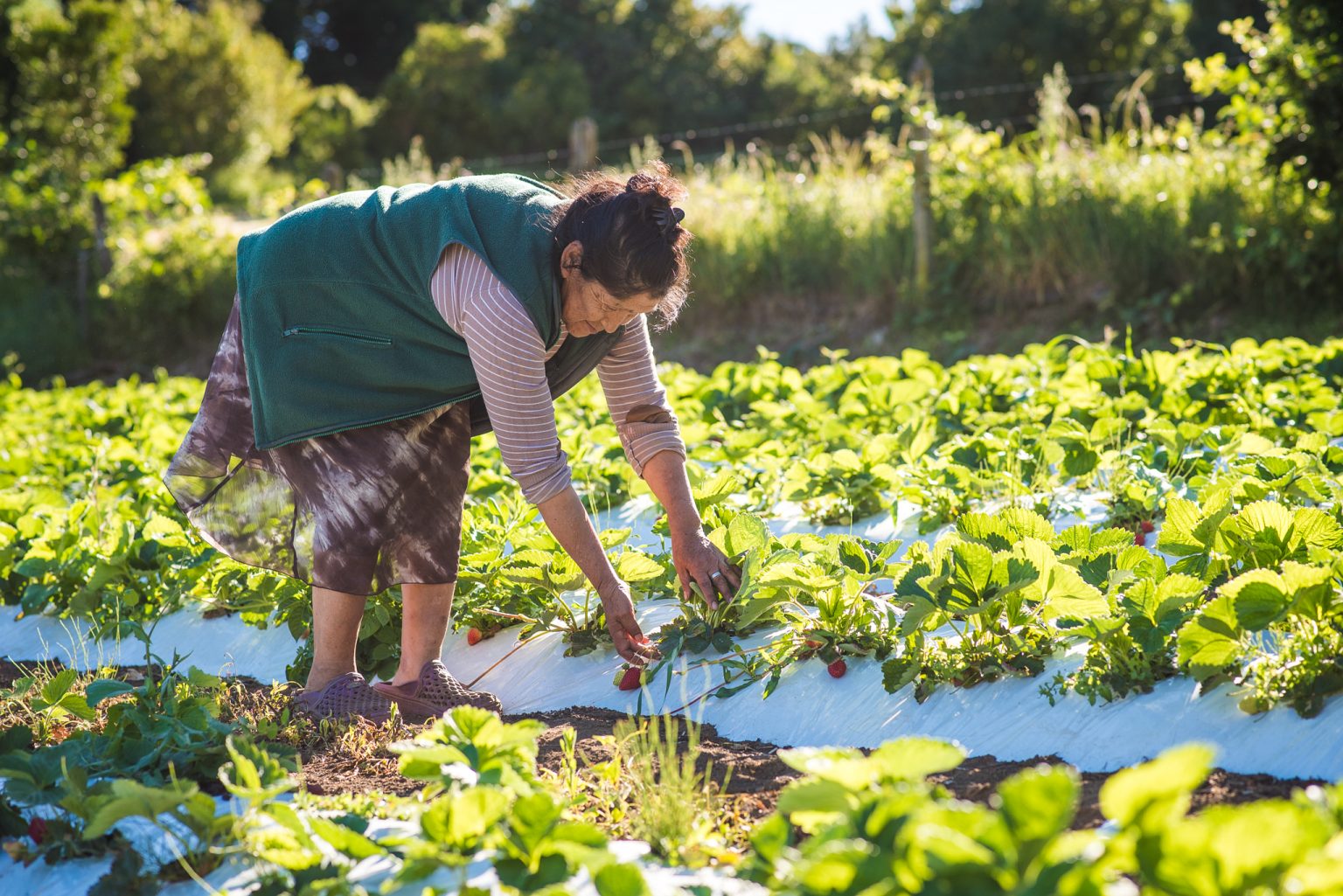 Isla Huapi – Ven a Futrono